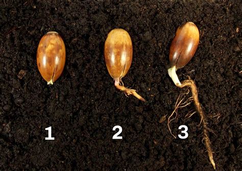 How To Sprout An Oak Acorn
