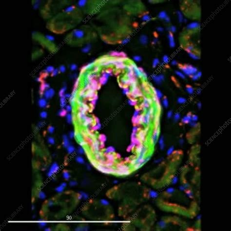 Artery Fluorescence Microscopy Stock Video Clip K004 6266