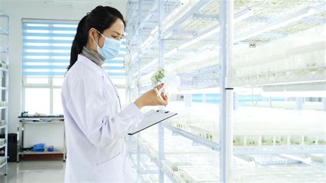 张掖市科学技术局 山丹育苗科技芯 新年薯更甜