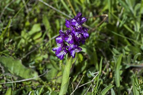 Review Explores The Medicinal Uses Of Orchis Latifolia Panja Herb