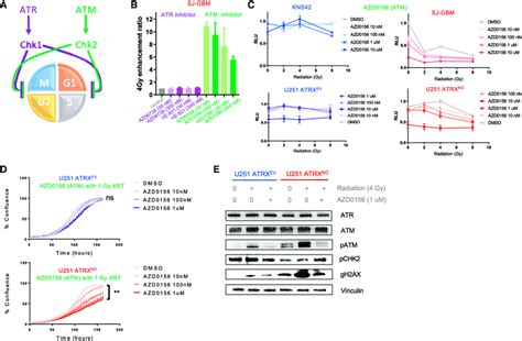 Atrx Deficient Human Glioma Cells Demonstrate Selective Download