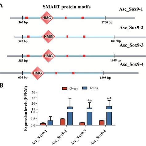 Gene Structure Of Asc Sox9 1 4 And Expression Abundance Fkpm Levels
