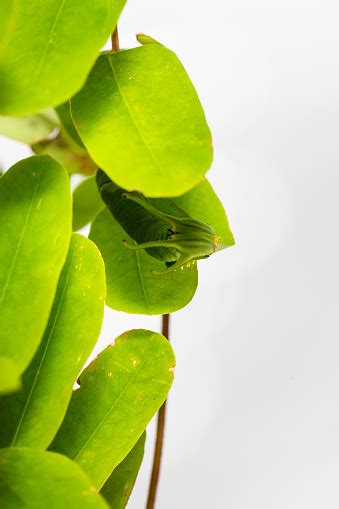 바닥에 산책 하는 5 단계에서 일반적인 Nawab 나비 의 애벌레 5에 대한 스톡 사진 및 기타 이미지 Istock