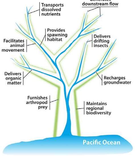 Diagrammatic Representation Of The Functions Of The Upper