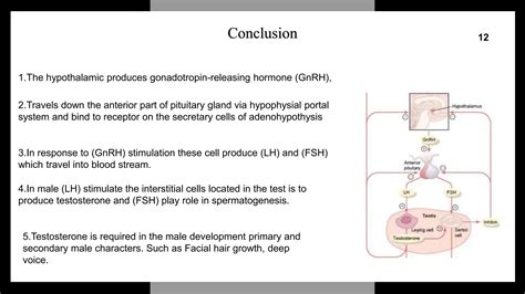 Male Sex Hormones Biosynthesisfunctions Pptx Male Sex Hormones Biosynthesisfunctions Pptx