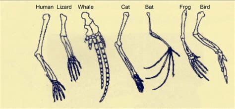 Analogous And Homologous Organs Definitions Characteristics Examples And Differences