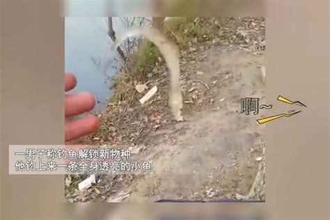 男子钓到通体透明小鱼，有人起哄欲出价5万购买，网友直呼赶紧卖小鱼网友通体