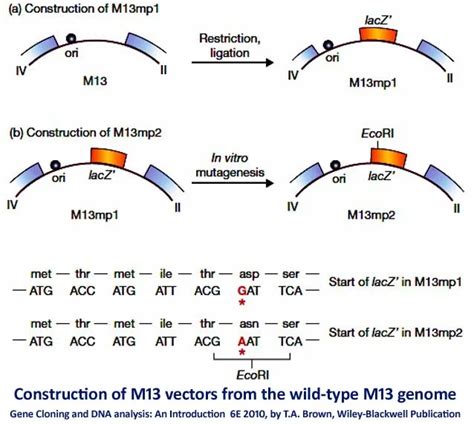 M13 Phage Vectors Phagmid Ppt Biotech Mcq