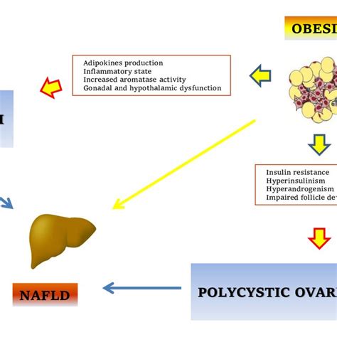 Summary Of The Studies Evaluating The Role Of Sex Hormones In The Risk