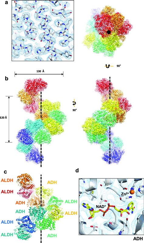 The Cryo Em Structure Of The Adhe Spirosome In An Extended