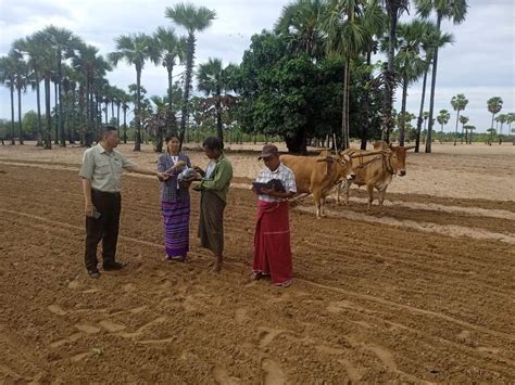 နတ်မောက်မြို့နယ်၌ ၂၀၂၂ ၂၀၂၃ ခုနှစ်တွင် နေကြာ မိုး သီးနှံ စိုက်ပျိုးနေမှုအား မြို့နယ်စီမံအုပ်ချုပ