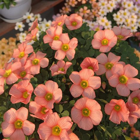 Oxalis Triangularis Bulbs Etsy