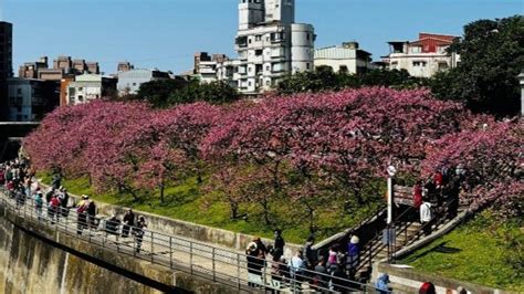台北春天賞櫻攻略！「9熱門景點」備戰 美景一次看飽 鏡週刊 Mirror Media
