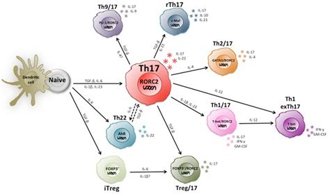 Frontiers Plasticity Of Human CD4 T Cell Subsets Immunology