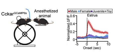 Neuron 纽约大学林大宇实验室发现雌性小鼠大脑中控制周期性交配行为的新核团 脑医汇