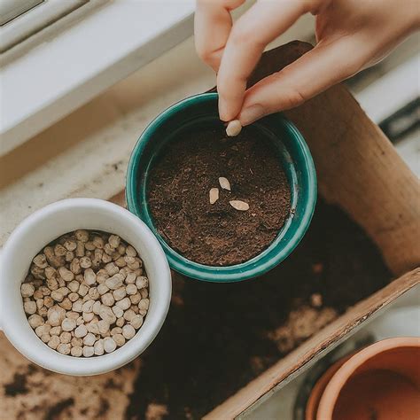 Seeds In A Cup Your Gardens Perfect Starting Point Seeds In A Cup®