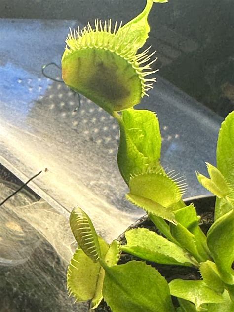 My Venus Fly Trap Caught 3 Yellow Sack Spiders Tagged Nsfw For Dead
