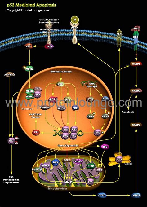 Biological Databases And Tools P53 Mediated Apoptosis Protein Lounge