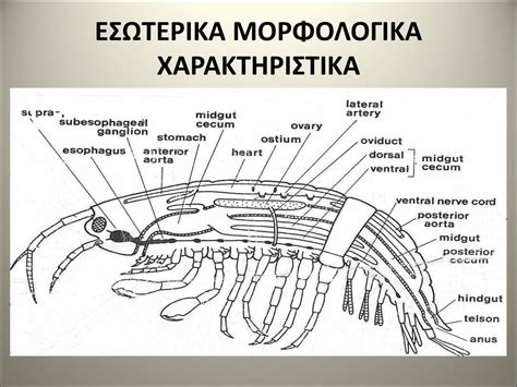 ΠΑΝΕΠΙΣΤΗΜΙΟ ΘΕΣΣΑΛΙΑΣ ΣΧΟΛΗ ΓΕΩΠΟΝΙΚΩΝ ΕΠΙΣΤΗΜΩΝ ΤΜΗΜΑ ΓΕΩΠΟΝΙΑΣ