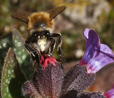 Медуница лекарственная (лат. Pulmonaria officinalis)