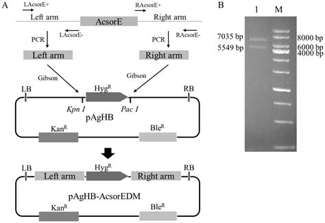 工程菌株acsoredm及其在产聚酮类化合物中的应用