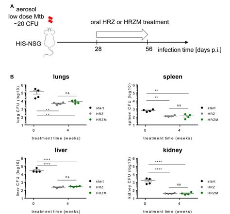 Figure 4 From Humanized Mouse Model Mimicking Pathology Of Human