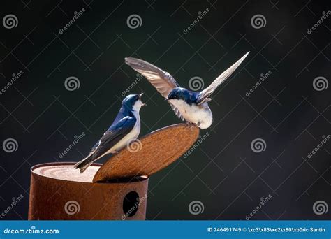 Tree Swallow Pairs Prepare Their Nests In A Nest Box Tachycineta Bicolor Stock Image Image