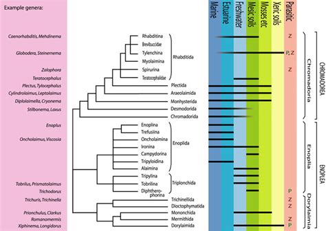 Class Nematoda Examples At Kristie Cummings Blog
