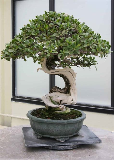 Bonsai Tree Meaning Symbolism And Significance