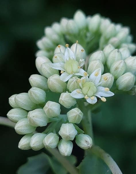 Hylotelephium Maximum Stock Image Image Of Wild Maximum 254786239