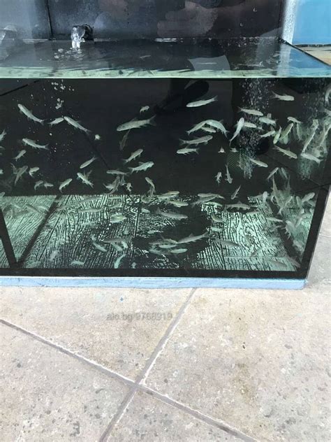 рибки за фиш спа Фризьоро козметично СПА оборудване Слънчев бряг много добре работещи