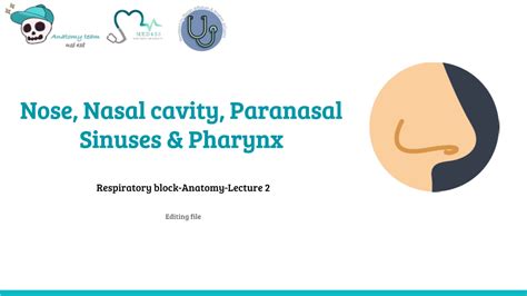 Nose Nasal Cavity Paranasal Sinuses And Pharynx Docslib