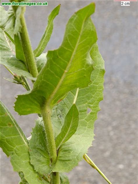 Cichorium Intybus Picture 7 Of 13