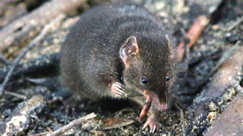 Sex Is More Important Than Sleep For These Marsupials Popular Science