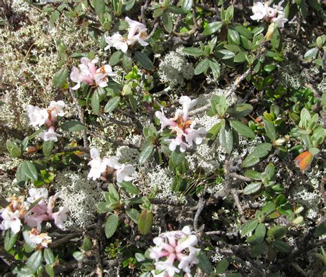 Rhododendron adamsii - Изображение растения - Плантариум