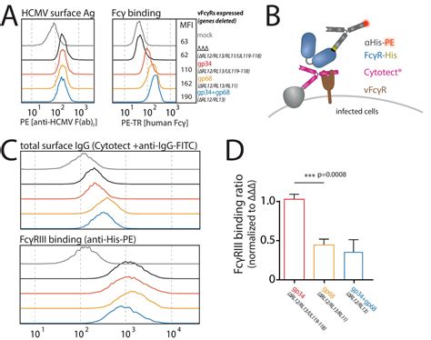 Human Cytomegalovirus Antagonizes Activation Of Fcγ Receptors By