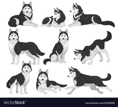Collection Of Siberian Husky In Various Poses Vector Image
