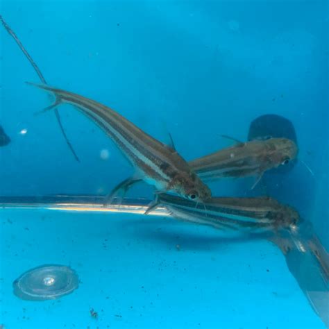 Grass Cutter Catfish For Sale Exotic Fish Shop 774 400 4598