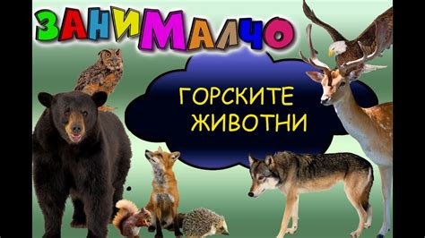 Да се запознаем с горските животни и какви звуци издават Youtube