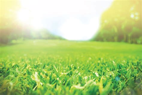 Humane Wildlife Removal Ottawa Natures Way Property Services