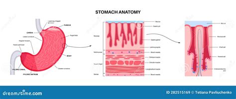 Mucous Membrane Structure Stock Vector Illustration Of Body 282515169