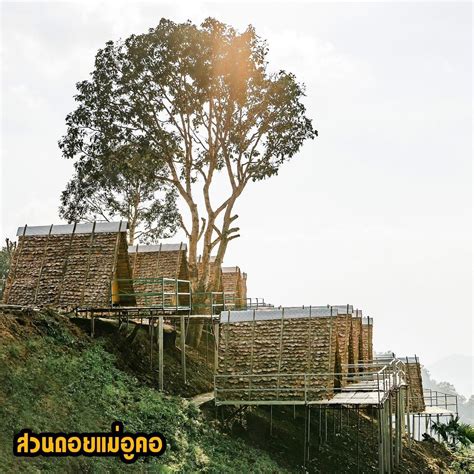 สวนดอยแม่อูคอ ที่พักทุ่งดอกบัวตอง