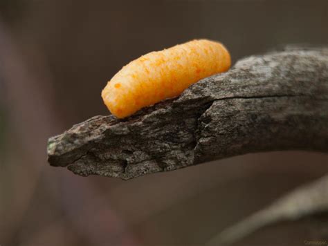 Chee Tos By Carmelopec On Deviantart