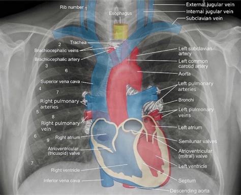 Abcde Steps To Chest By Imedverse Unroll Thread We Unroll Twitter