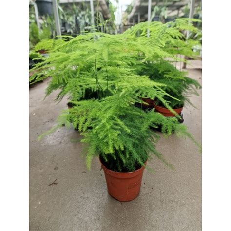 Мъката на художника от Plants Bg с отлична цена