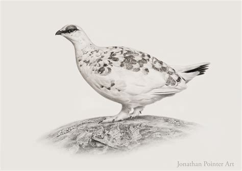 Jonathan Pointer Art