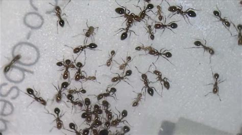 Fire Ants Vs Rasberry Crazy Ants Youtube