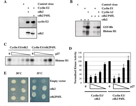 Figure 1 From A Cancer Derived Mutation In The Pstaire Helix Of Cyclin Dependent Kinase 2 Alters