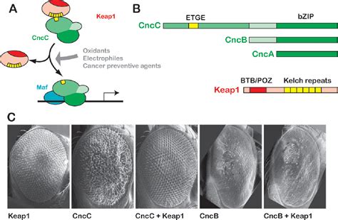 Figure 4 From Keap1nrf2 Signaling Regulates Oxidative Stress Tolerance