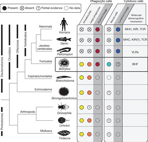 Evolution Of The Cellular Immune System Information Regarding The